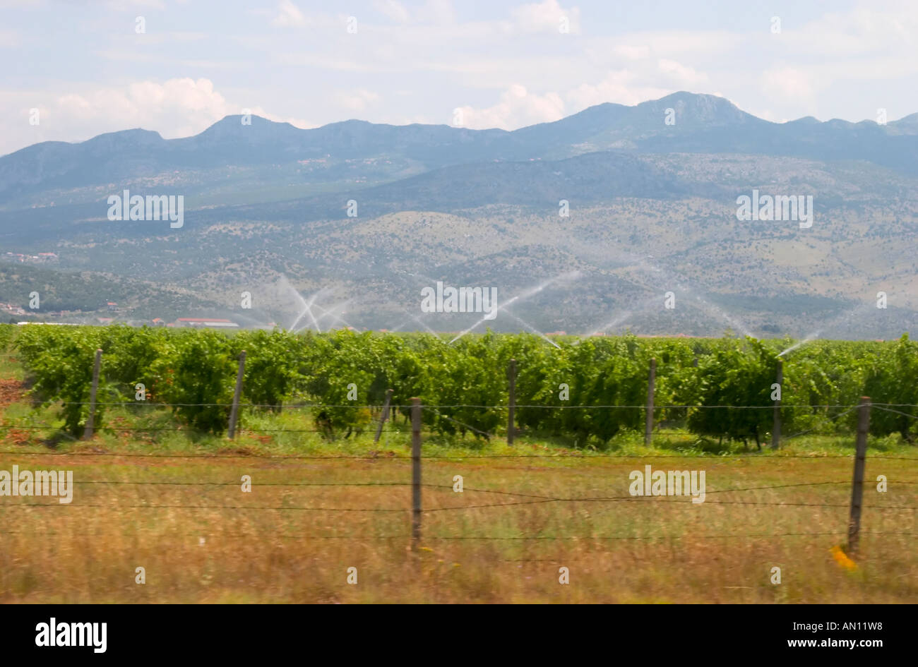 A vineyard with high trained vines protected by barbed wire fence and ...