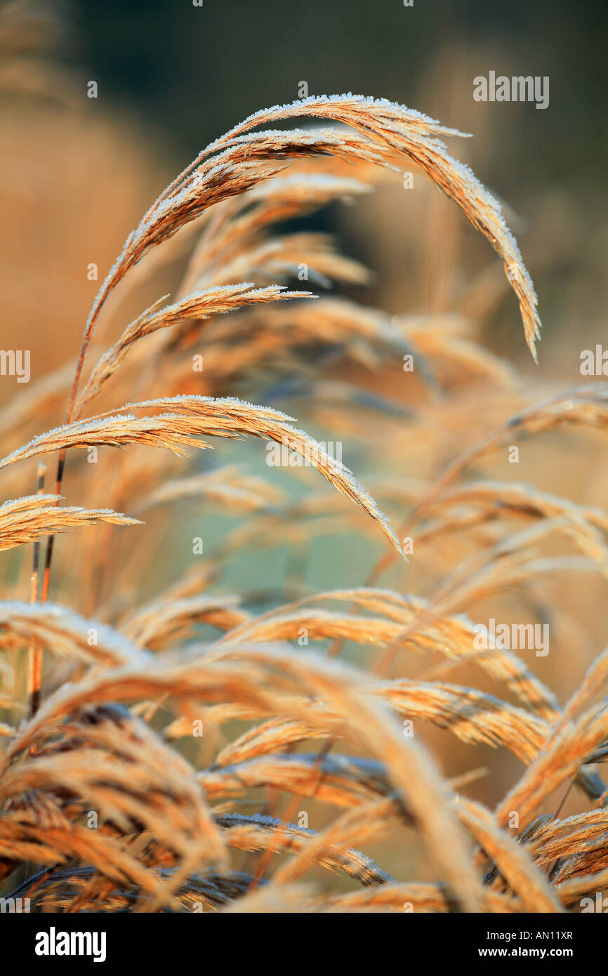 stypa calamagrostis silver spike grass Stock Photo - Alamy