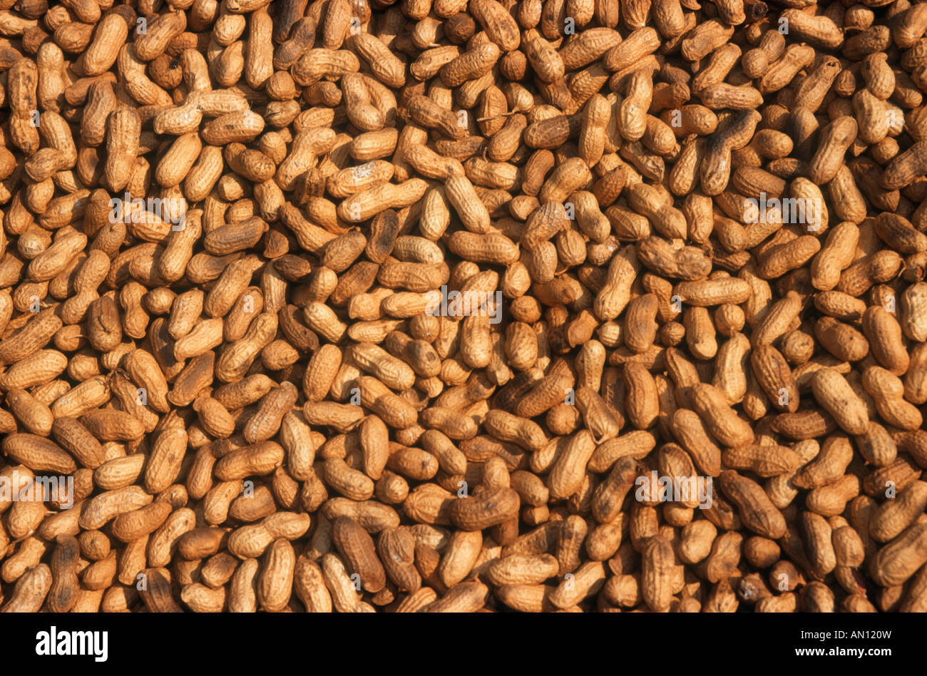Close-up of roasted peanuts in their shells. India Stock Photo - Alamy