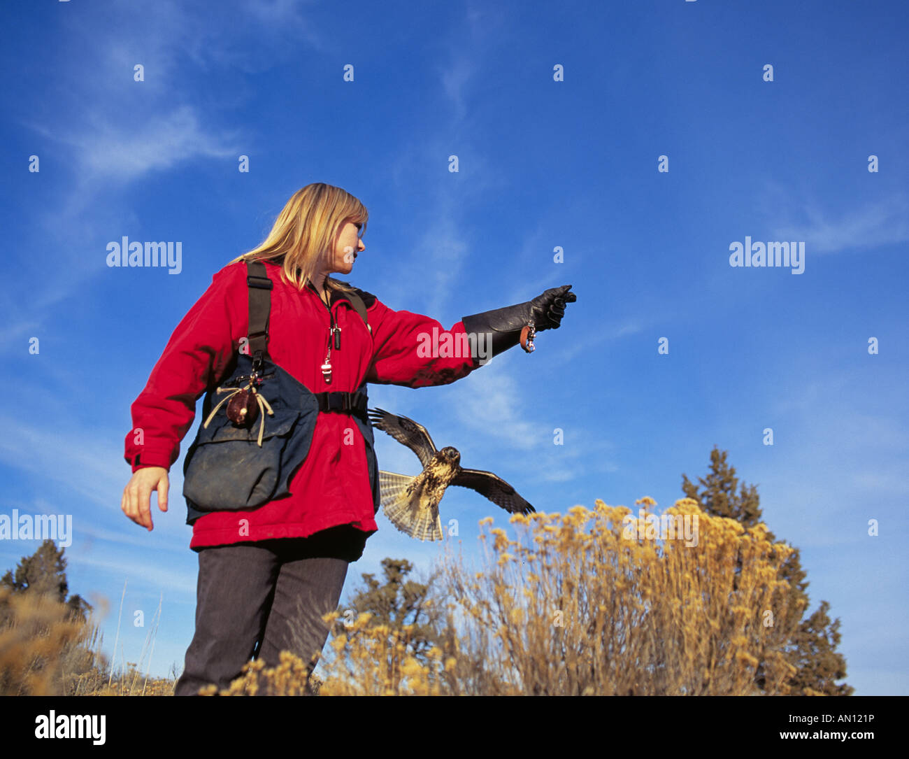 A falconer flies her red tailed hawk on a rabbit hunt in the high ...