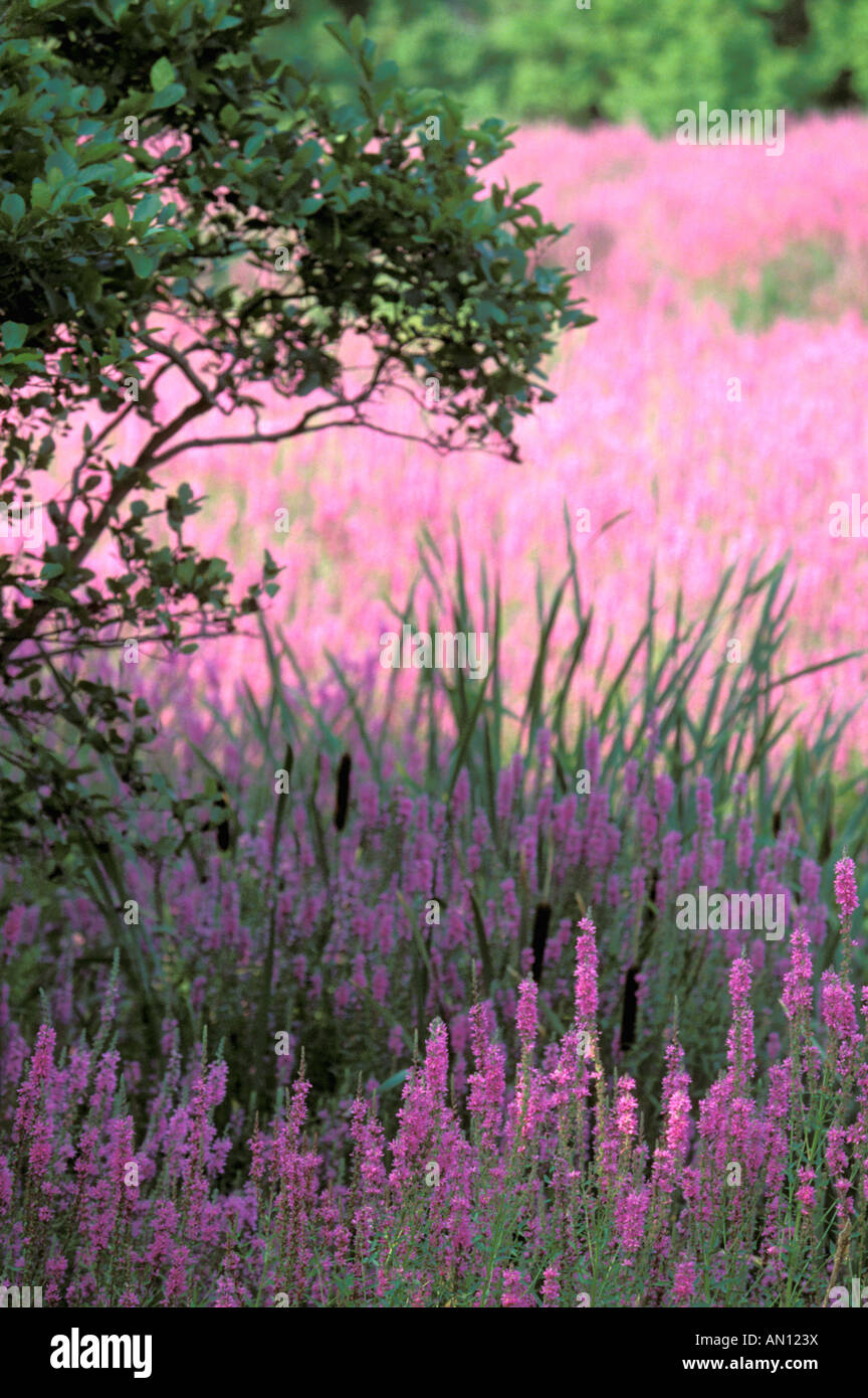 North America, USA, Massachusetts. Summer flowers, Purple Lythrum Stock ...