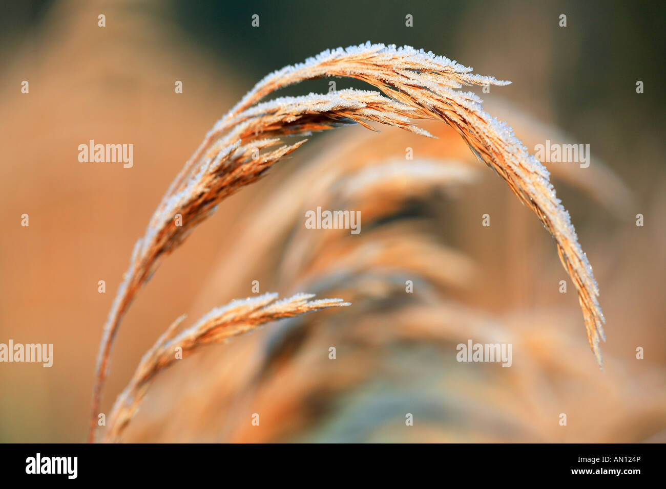 Stypa hi-res stock photography and images - Alamy