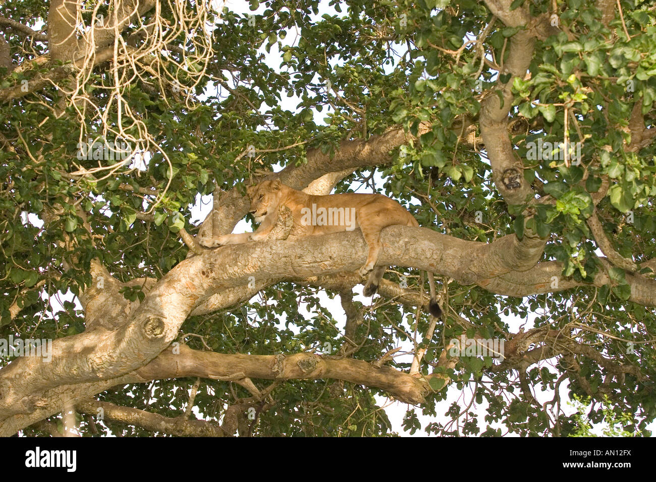 Lioness in fig tree, Panthera leo Stock Photo - Alamy