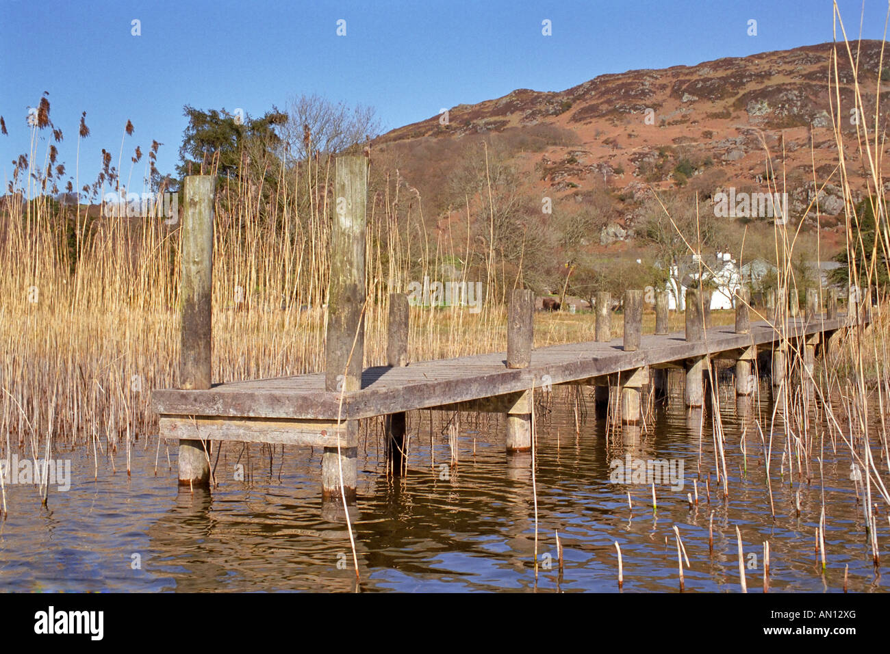 Small landing stage in reed bed on River Crake off bottom of ...
