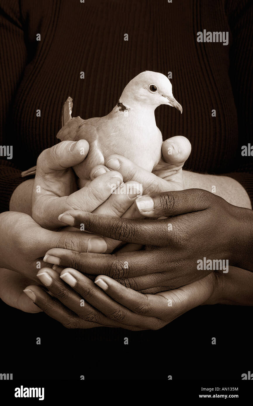 Hand holding a dove hi-res stock photography and images - Alamy