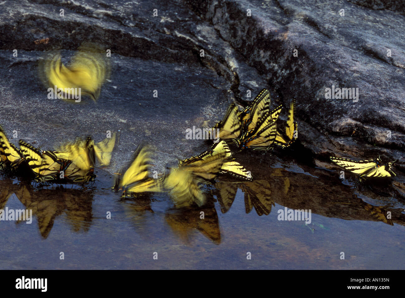 Michigan butterflies hi-res stock photography and images - Alamy