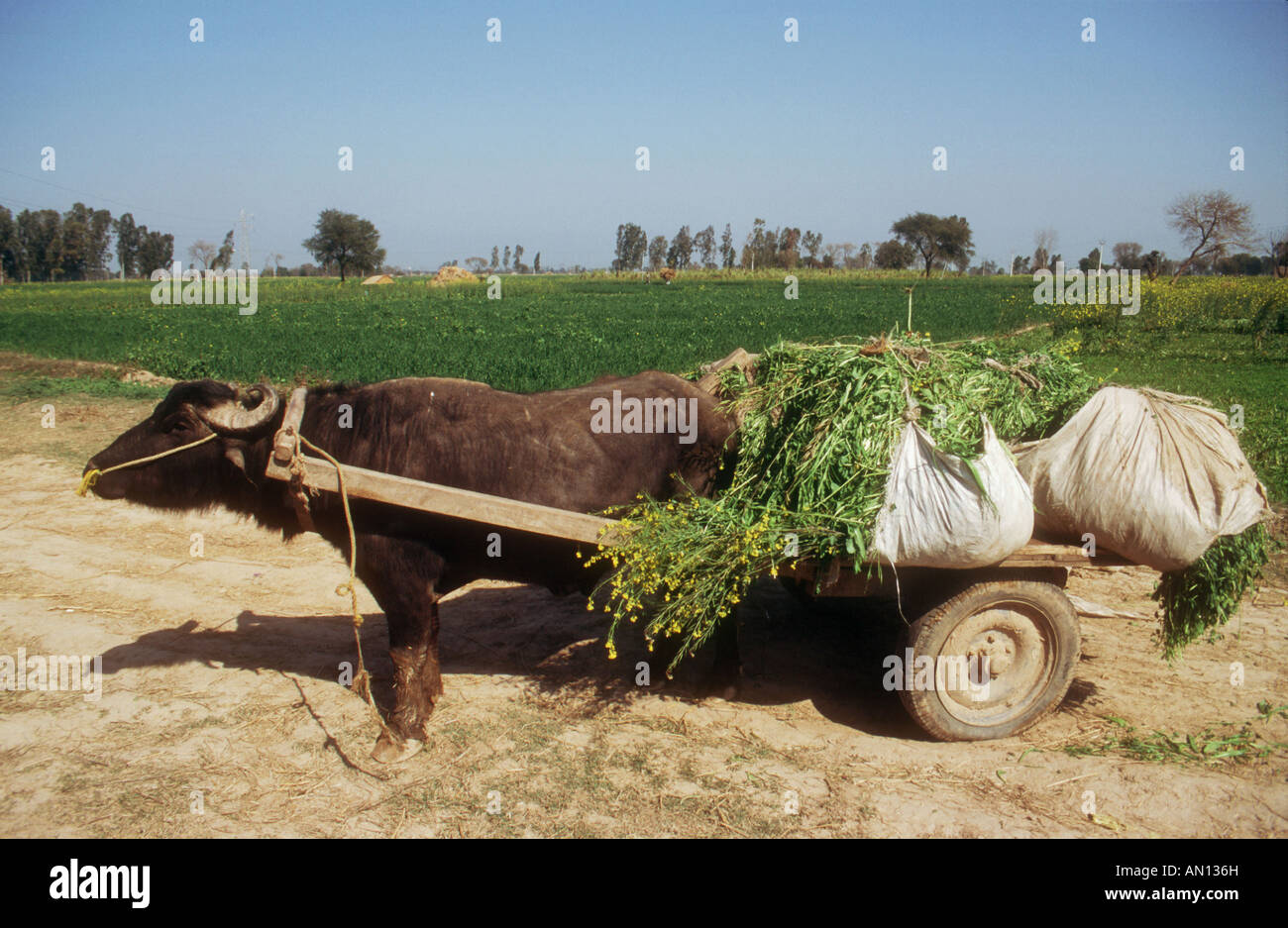 Buffalo cart laden with a mustard like crop used for animal feed in a ...