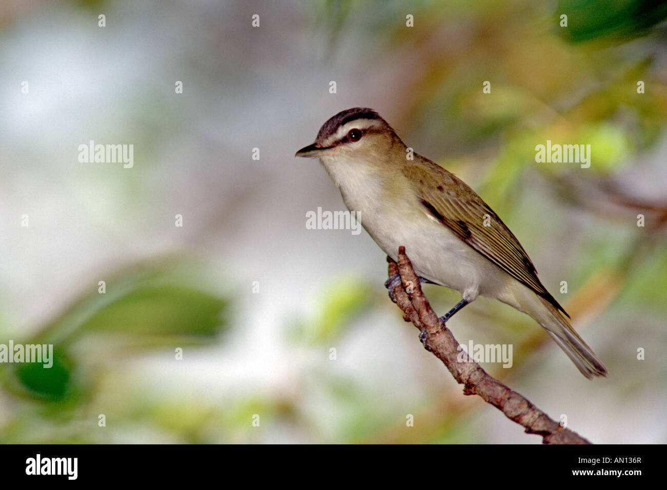 Red eyed Vireo Stock Photo - Alamy