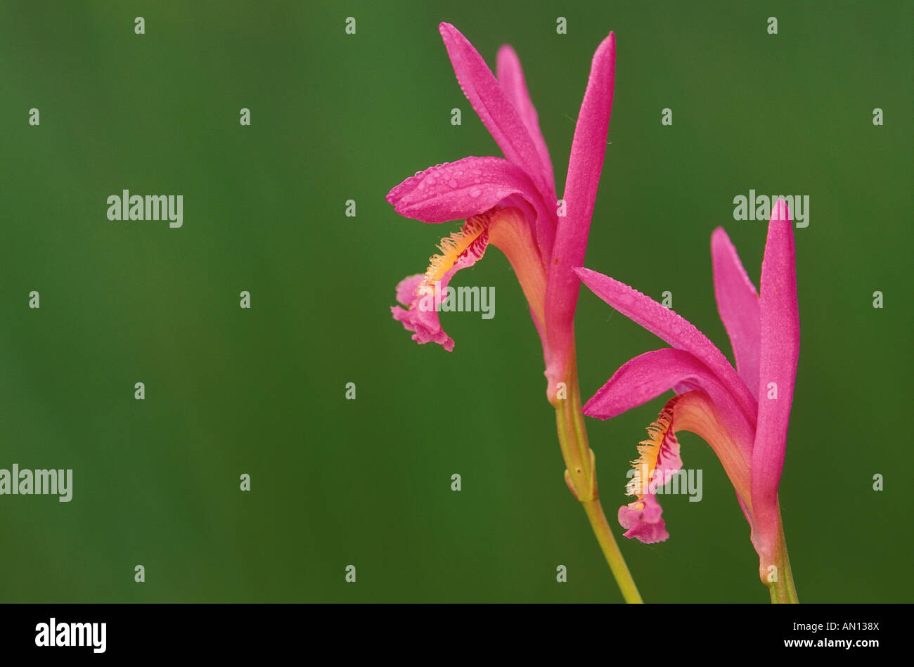USA, Michigan, Close-up of native orchids (Arethusa Stock Photo - Alamy