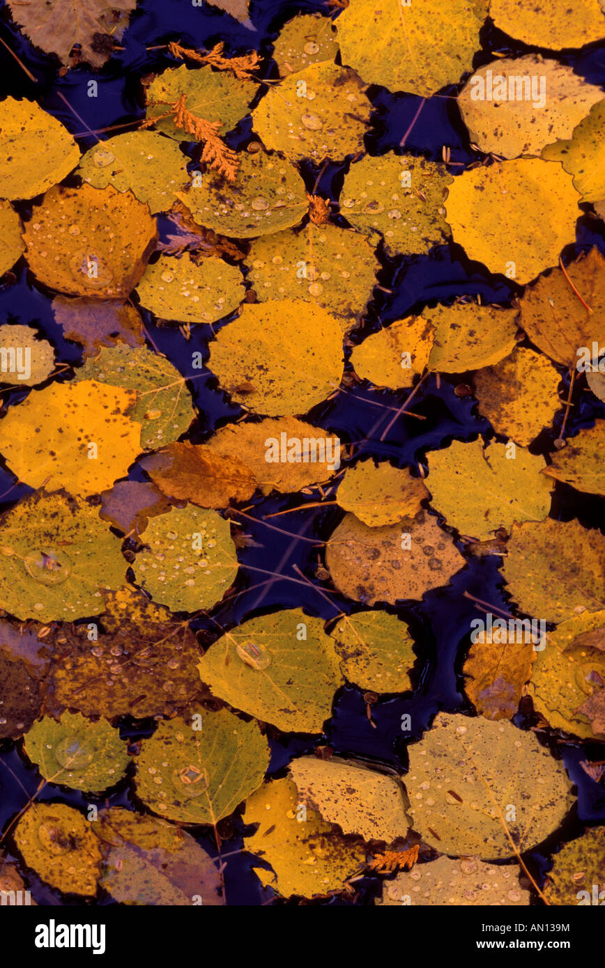USA, Michigan, Largetooth aspen leaves in autumn colors floating on ...