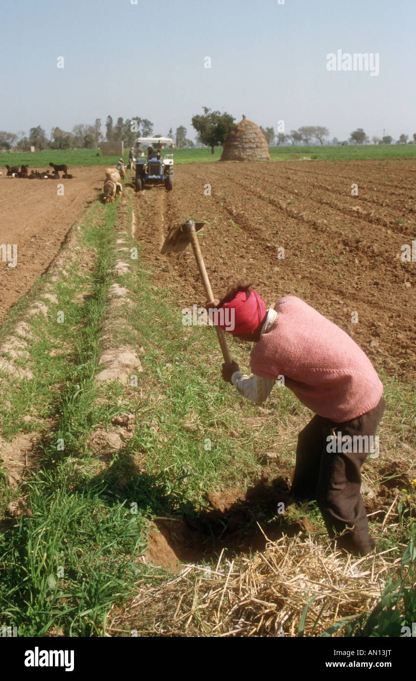 Man digging field in Punjab, India Stock Photo - Alamy