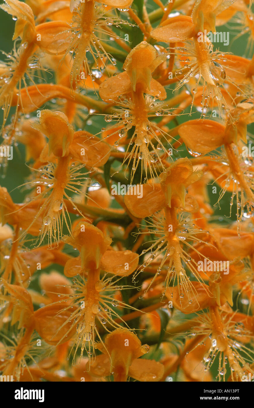 USA, Michigan, Close-up of yellow fringed orchid with dew in summertime ...
