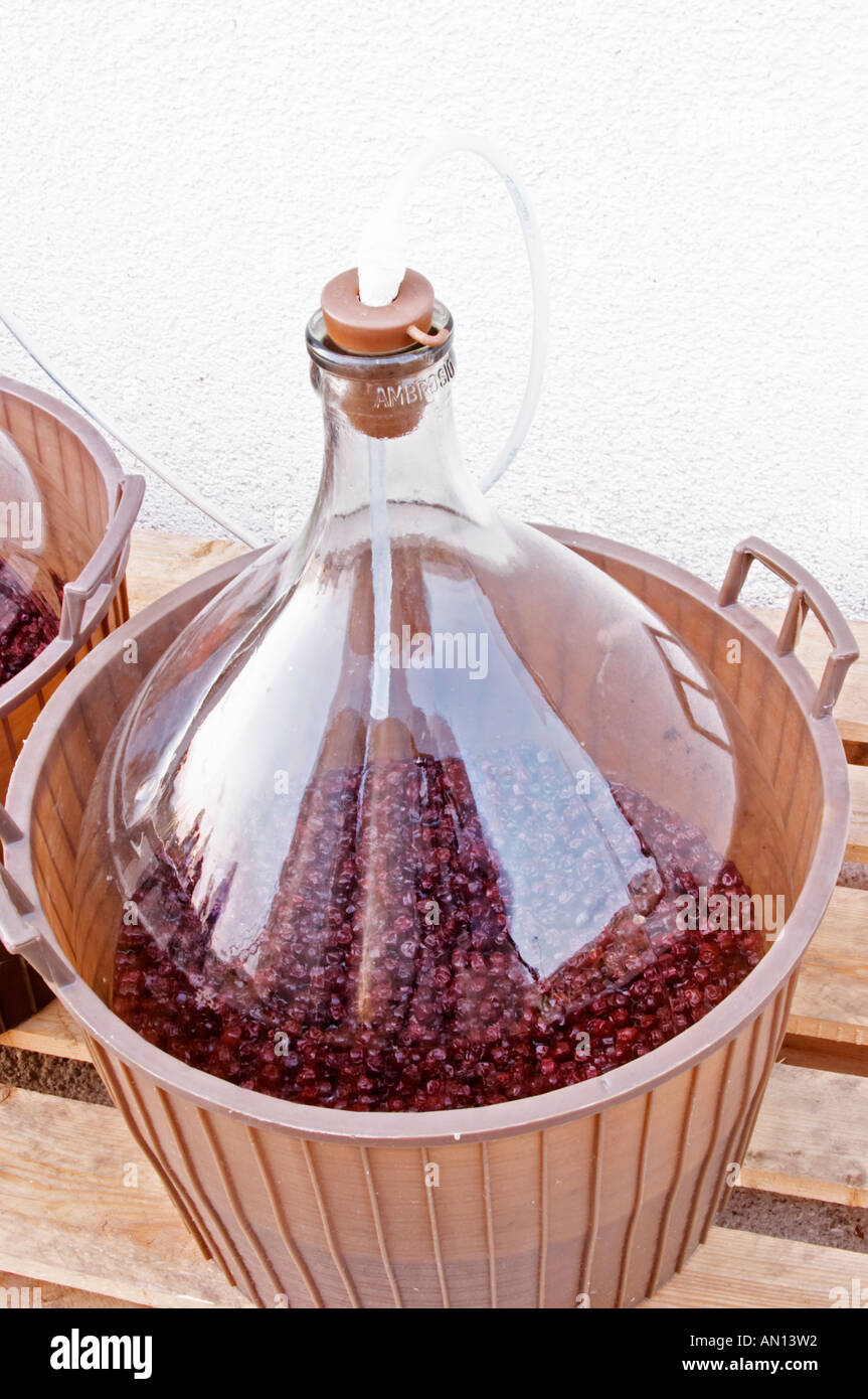 Fruit macerating in alcohol in a glass demijohn to be used for alcohol ...