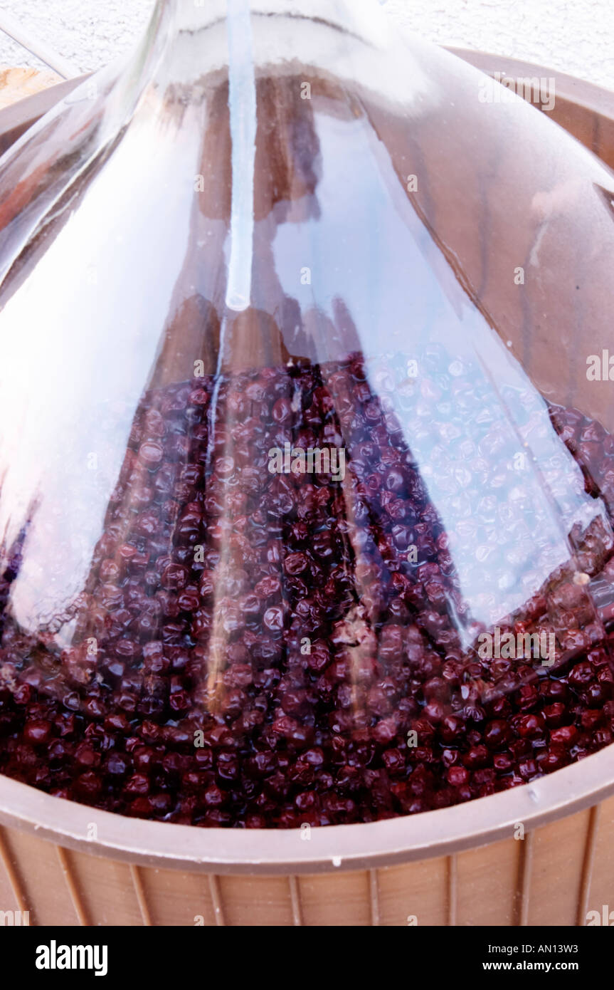 Fruit macerating in alcohol in a glass demijohn to be used for alcohol ...