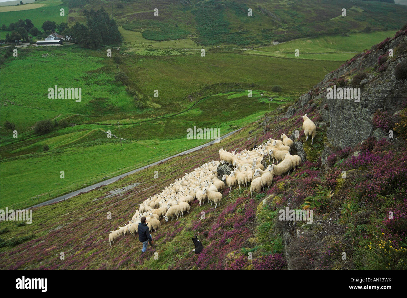 Shepherd gathering sheep off hillside Stock Photo - Alamy
