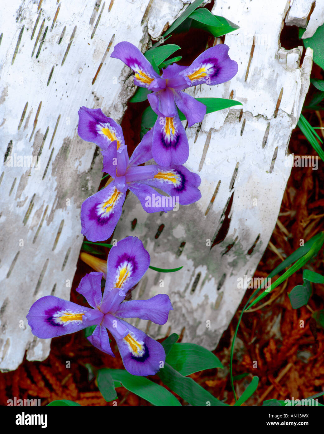 Dwarf lake iris michigan hi-res stock photography and images - Alamy