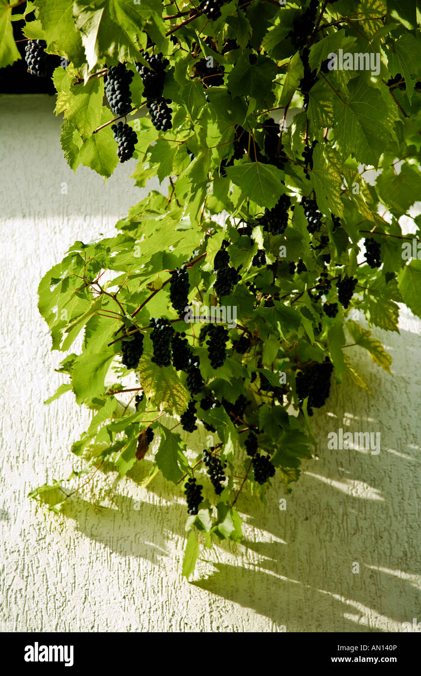 Grapevine hi-res stock photography and images - Alamy