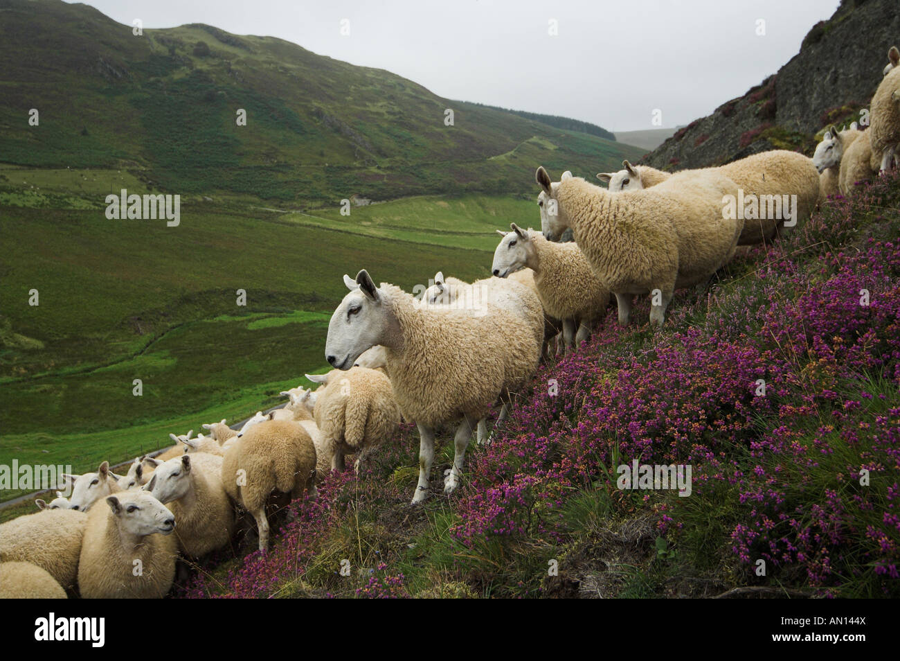 Welsh Mules out of Welsh Mountain ewes sired by Blue Faced Leicester ...