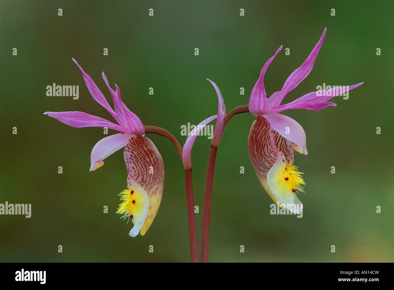 USA, Michigan, Upper Peninsula, Pair of calypso orchids Stock Photo - Alamy