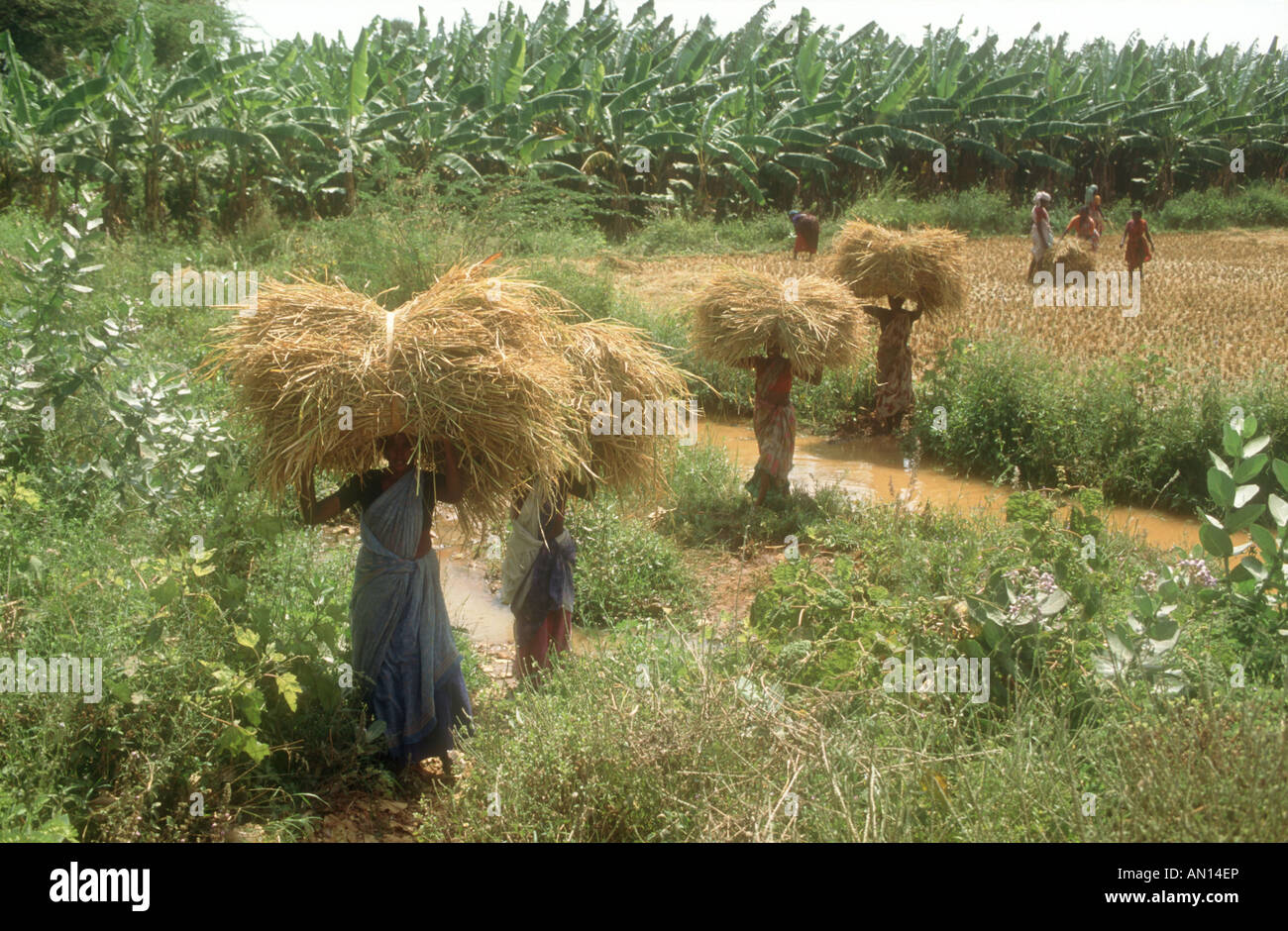 Women harvesting rice, carrying bundles of rice balanced on their heads ...