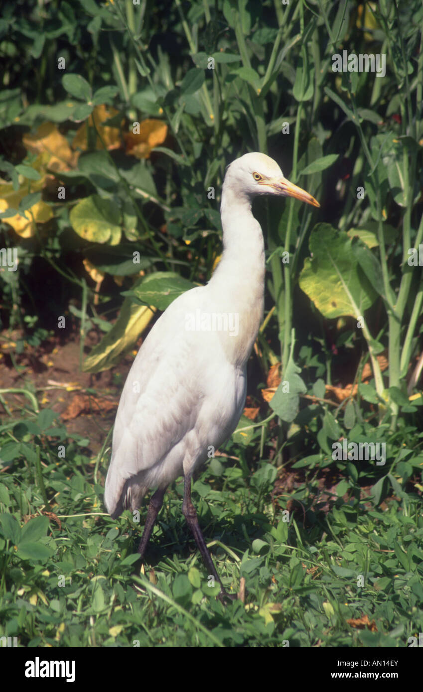Egret standing in garden in India Stock Photo - Alamy