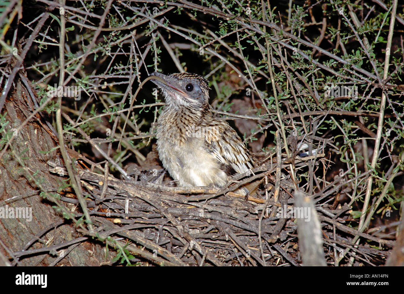 Roadrunner nest hi-res stock photography and images - Alamy