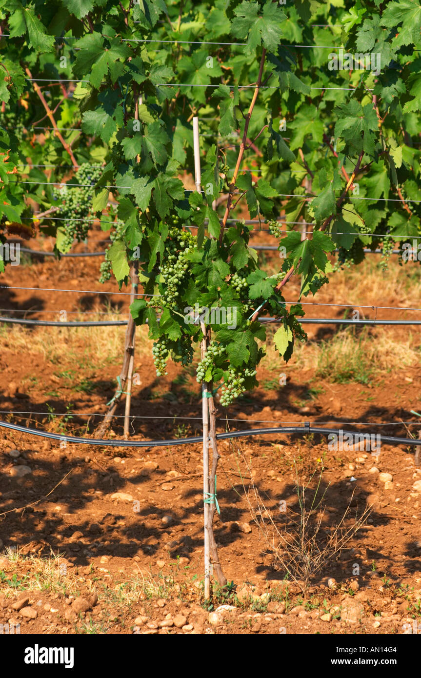 Vines in the vineyard. Vines equipped with black rubber or plastic ...