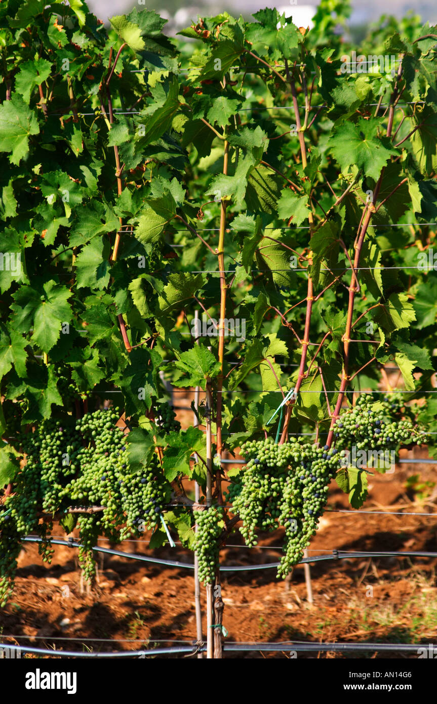 Double guyot pruned vines in hi-res stock photography and images - Alamy