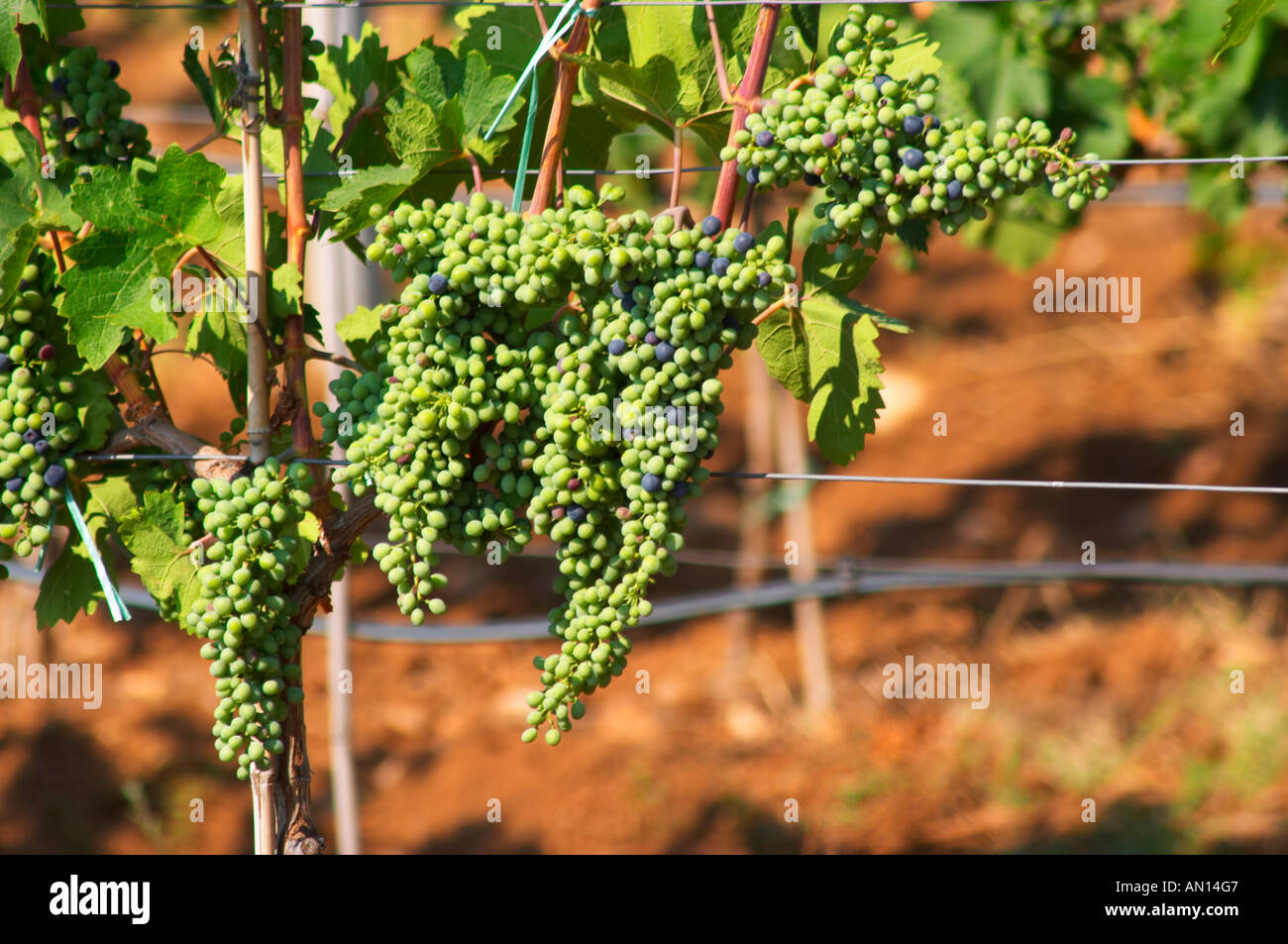 Vines in the vineyard. Grape bunches on the vine. Big bunches just ...