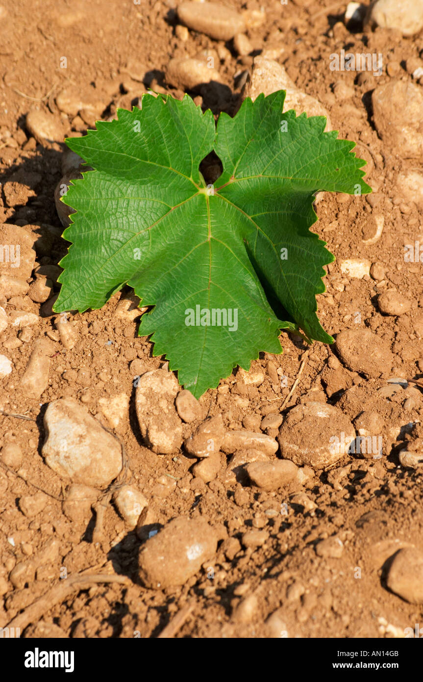 Sandy gravel stony soil hi-res stock photography and images - Alamy
