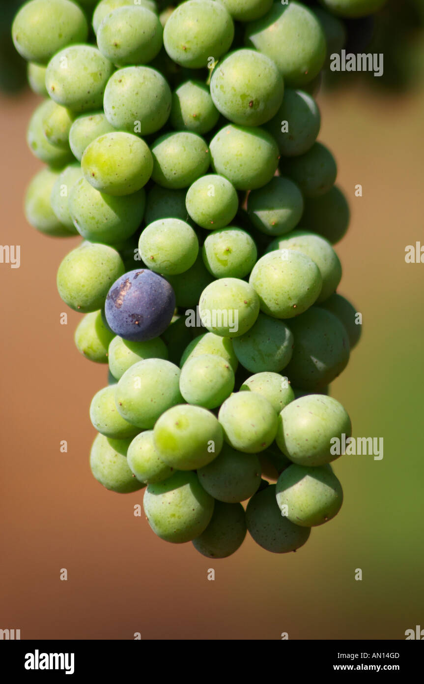 Grape bunches on the vine. Big bunches just before veraison (grapes ...