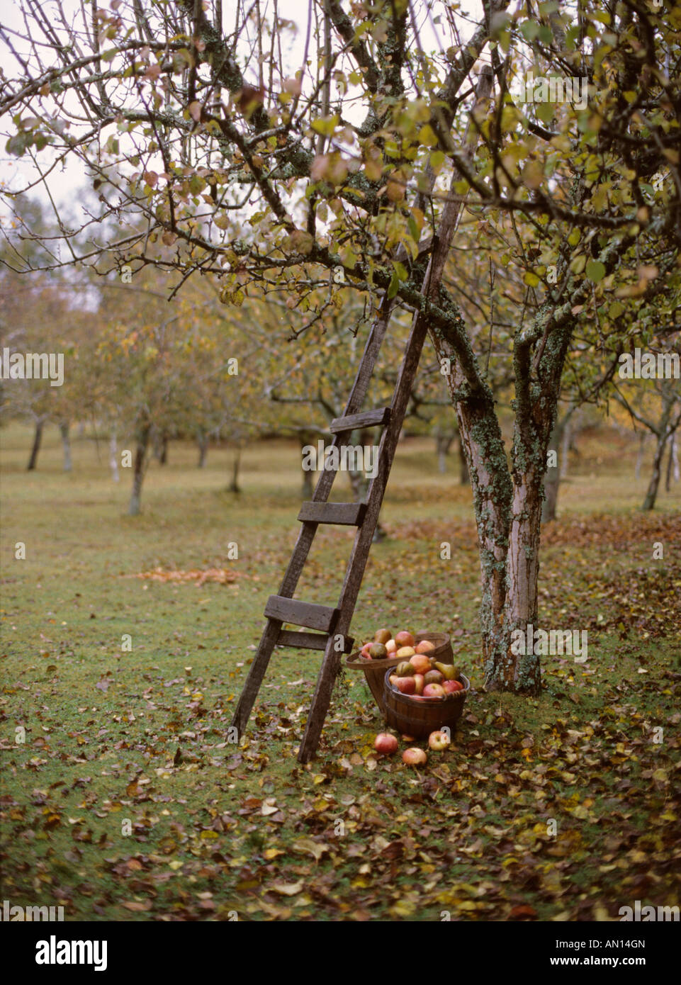 Rustic Ladder in Grove of Apple Trees Stock Photo - Alamy