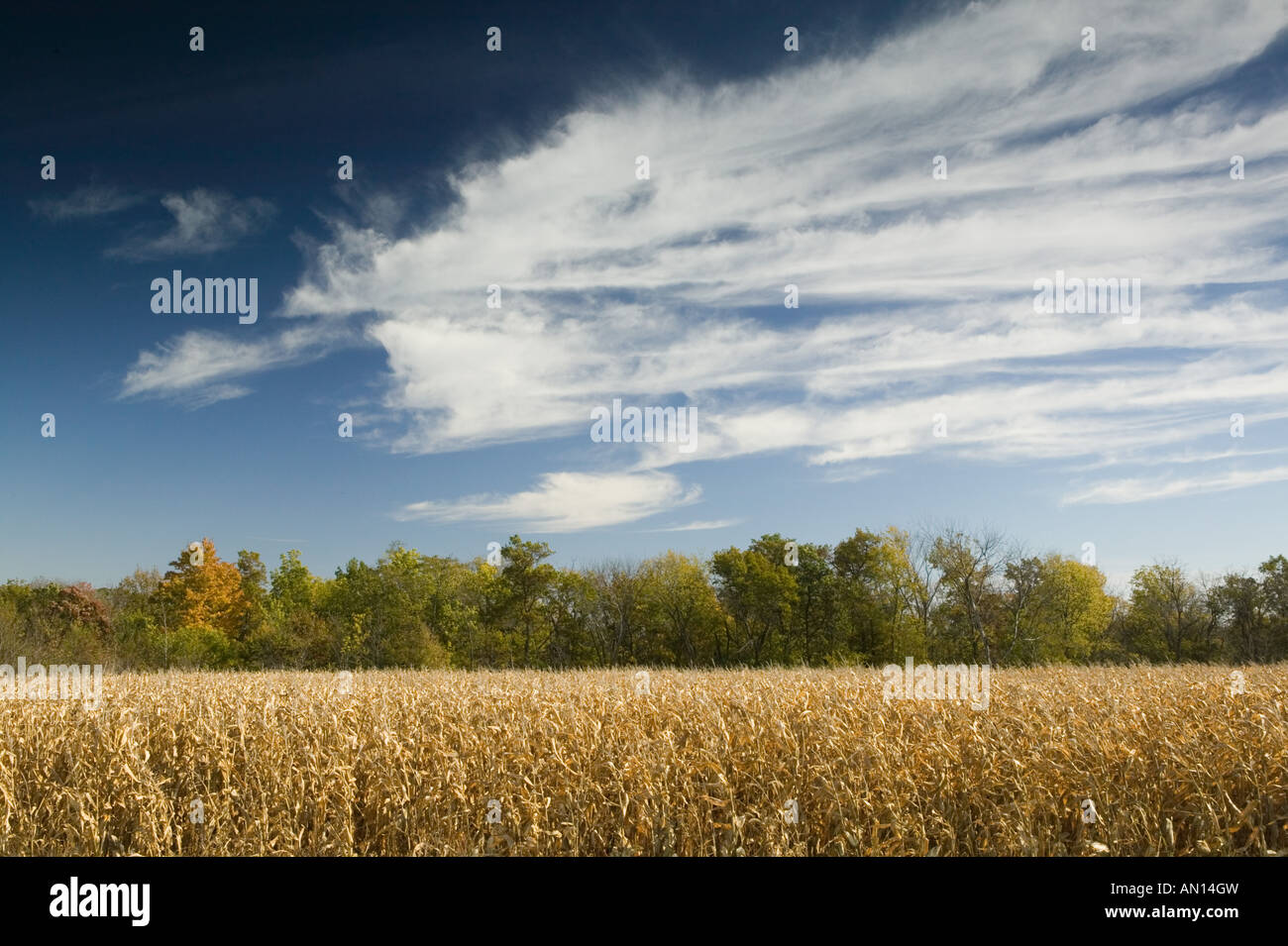USA, MINNESOTA, Lanesboro: Bluff Country / Southeastern Minnesota, Corn ...