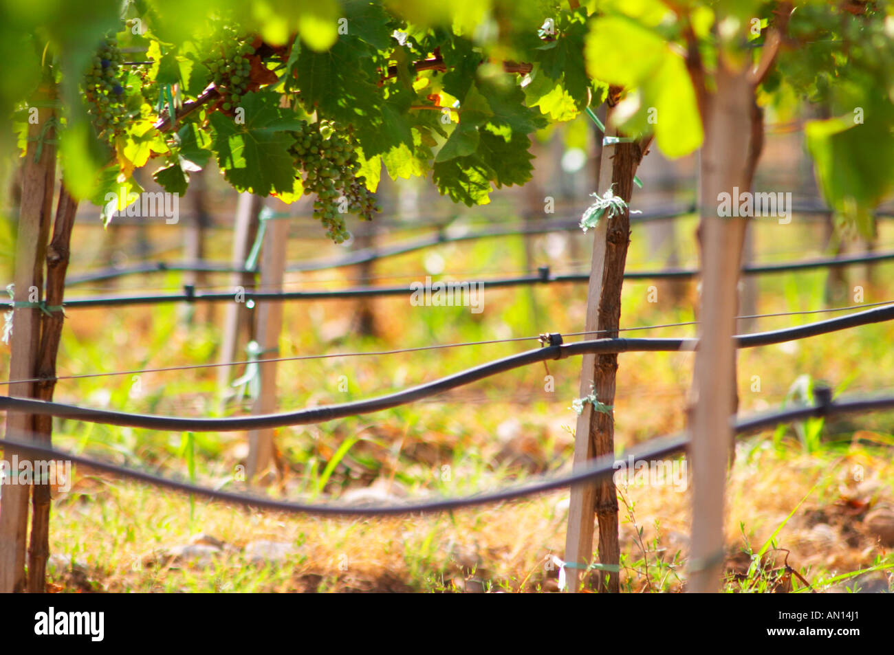 Vines equipped with black rubber or plastic tubes for artificial ...