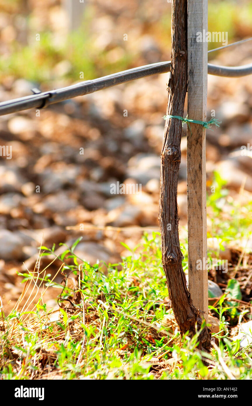 Vines equipped with black rubber or plastic tubes for artificial ...