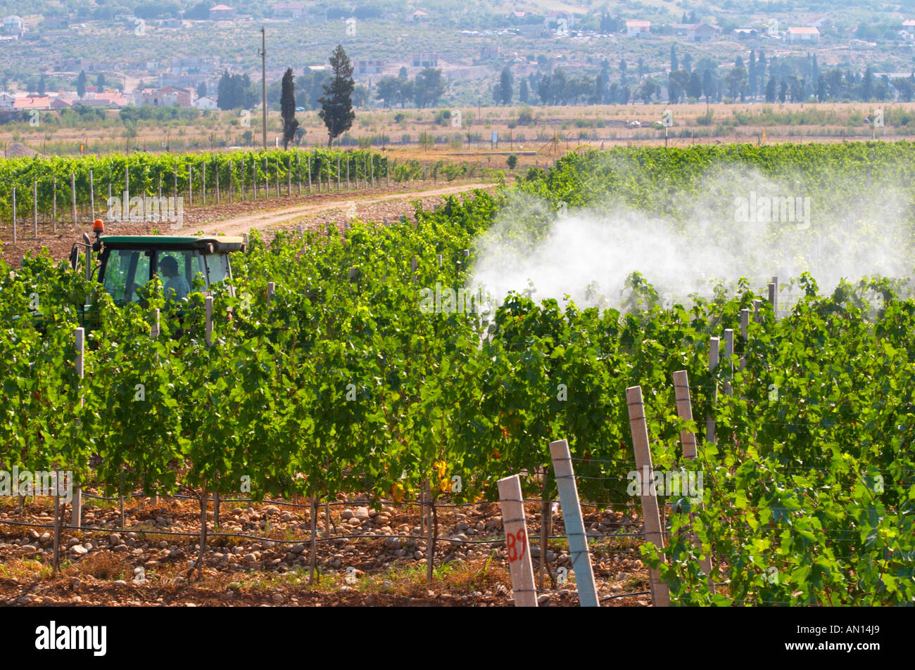 A vineyard tractor spraying with treatment for diseases between the ...