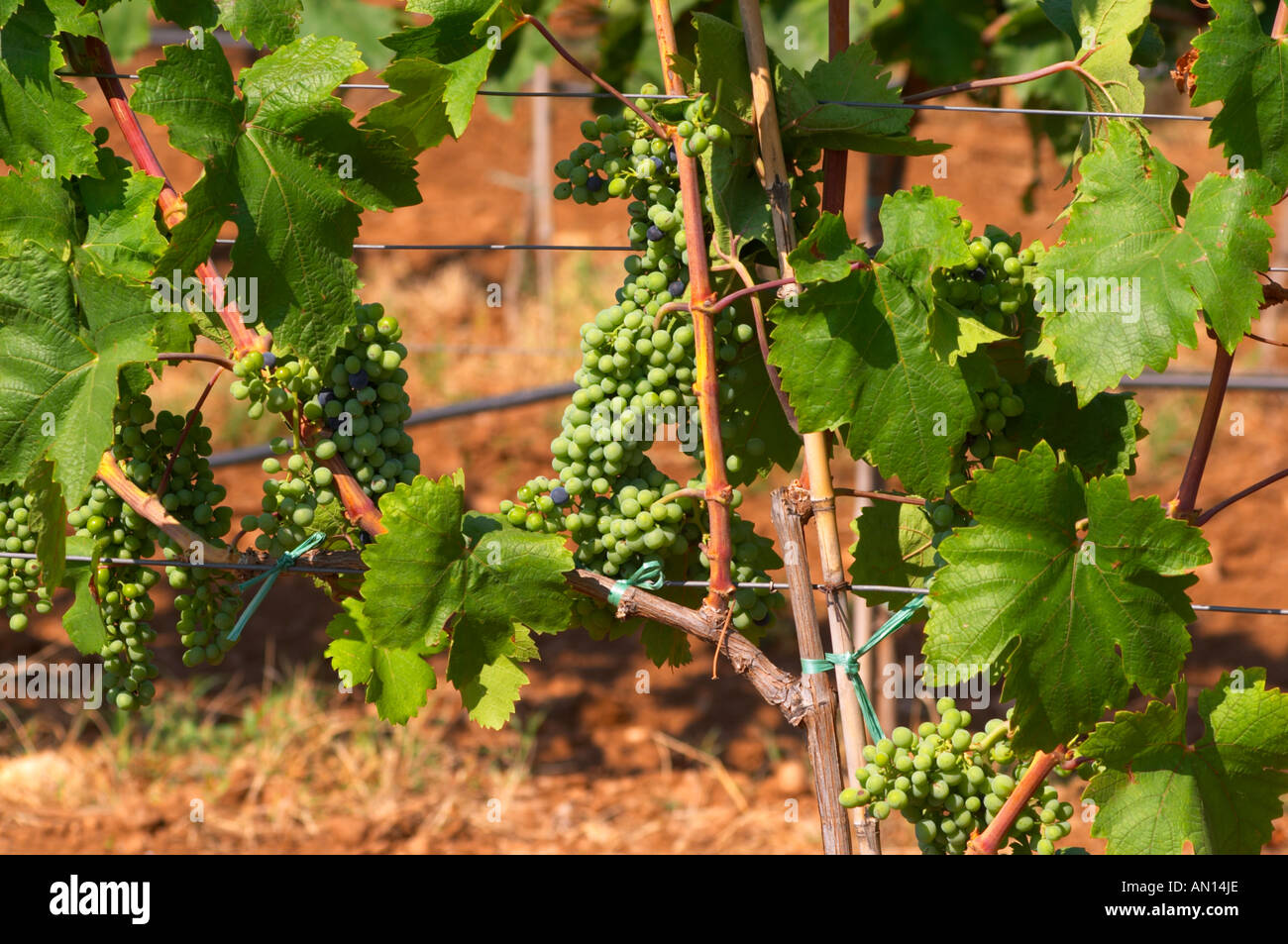 Grape bunches on the vine. Big bunches just before veraison (grapes ...