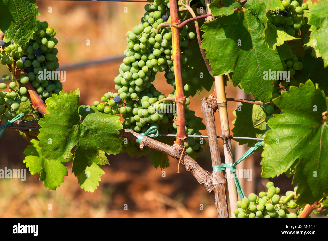 Grape bunches on the vine. Big bunches just before veraison (grapes ...