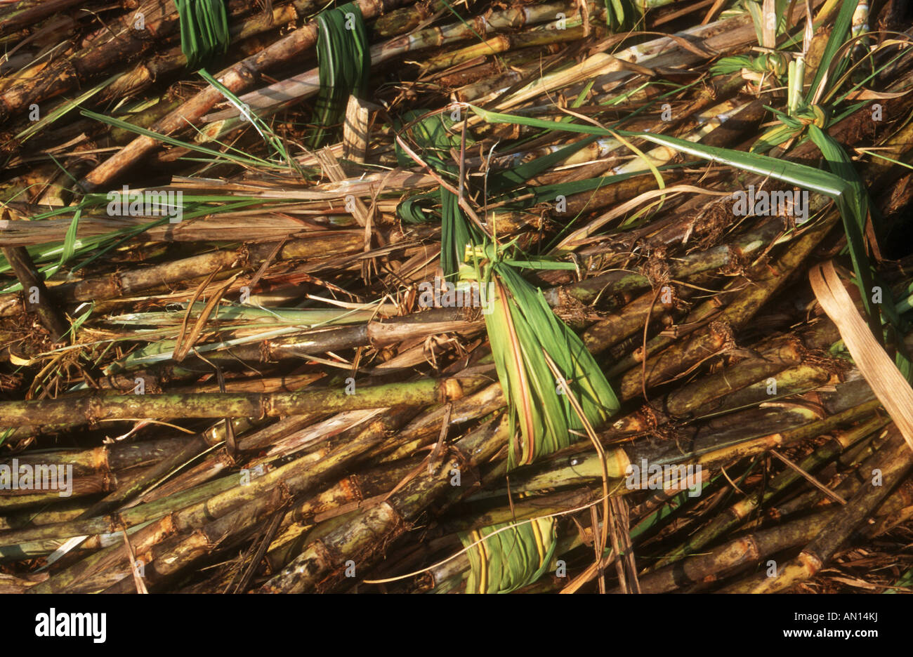 Bundles of sugar cane freshly harvested. INDIA Stock Photo - Alamy