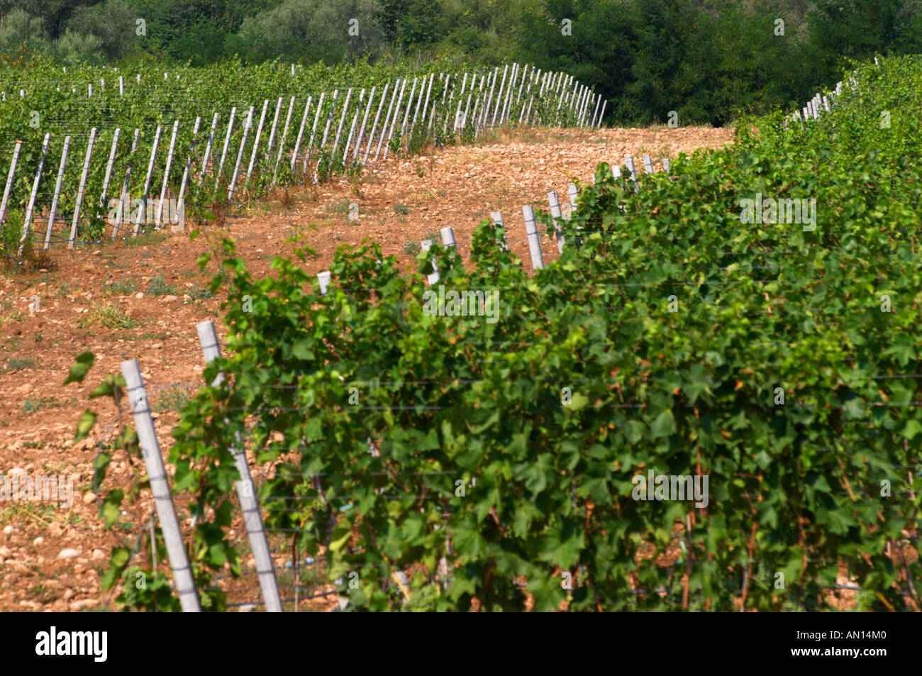 Vines in the vineyard. Pattern with white wooden posts supporting the ...