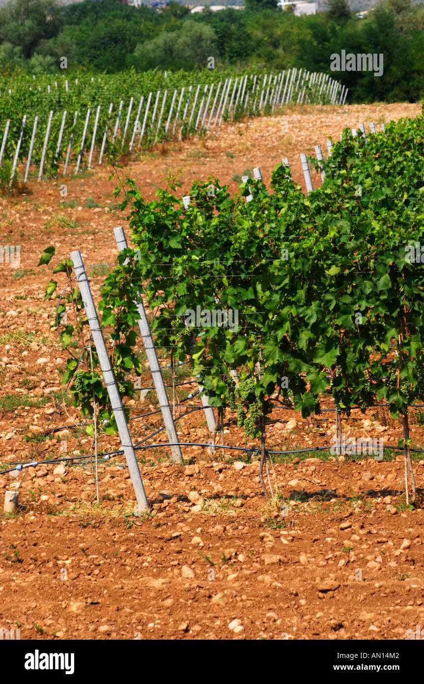 Vines in the vineyard. Pattern with white wooden posts supporting the ...