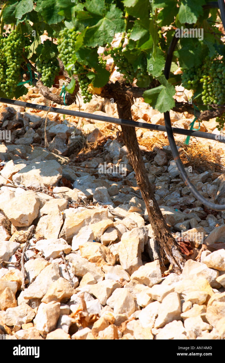 Vines equipped with black rubber or plastic tubes for artificial drip ...