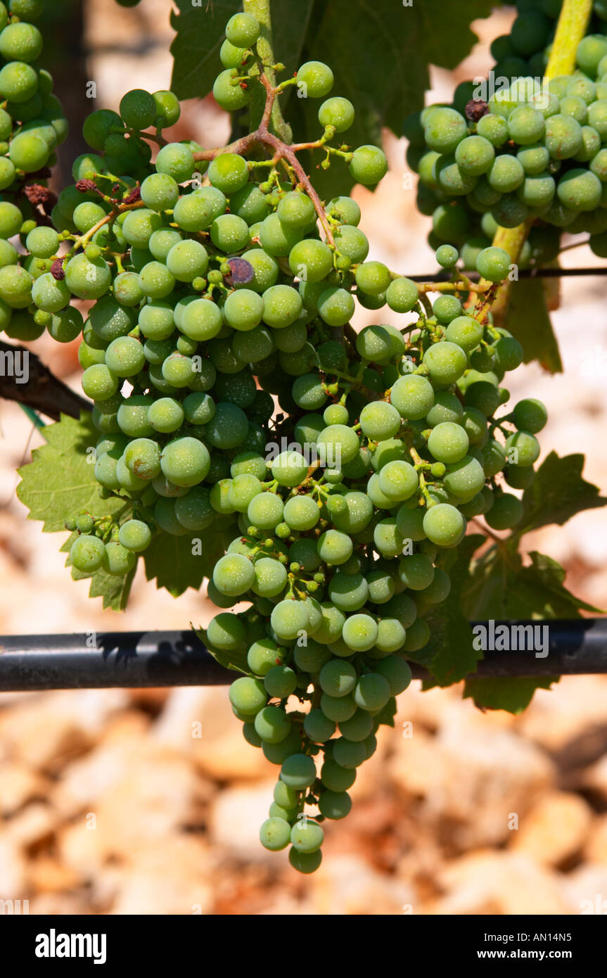 Grape bunches on the vine. Vines equipped with black rubber or plastic ...