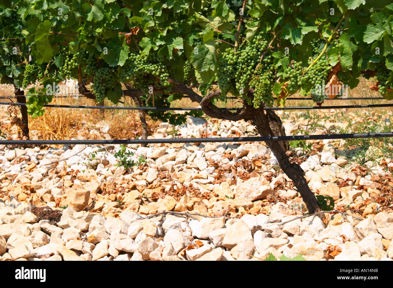Vines equipped with black rubber or plastic tubes for artificial drip ...