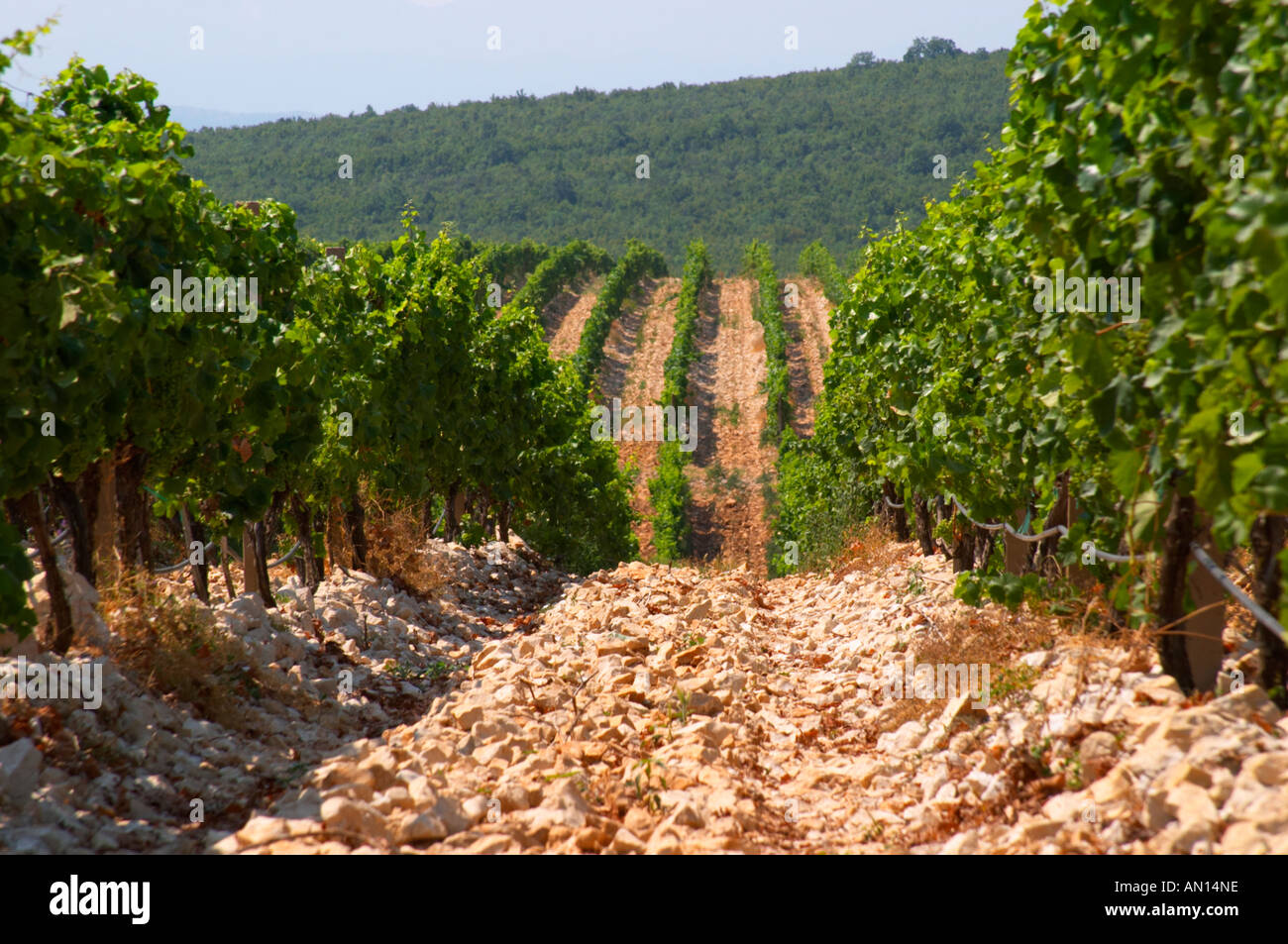 Rows of vine in the vineyard. Vines equipped with black rubber or ...