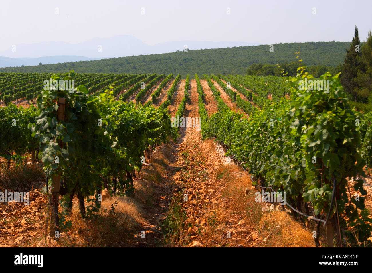 Rows of vine in the vineyard. Lime stone limestone based very white ...