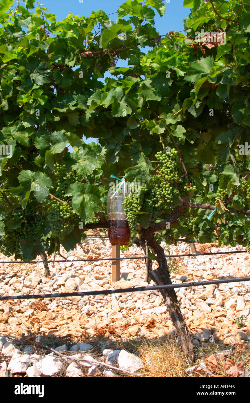 Vines equipped with black rubber or plastic tubes for artificial drip ...
