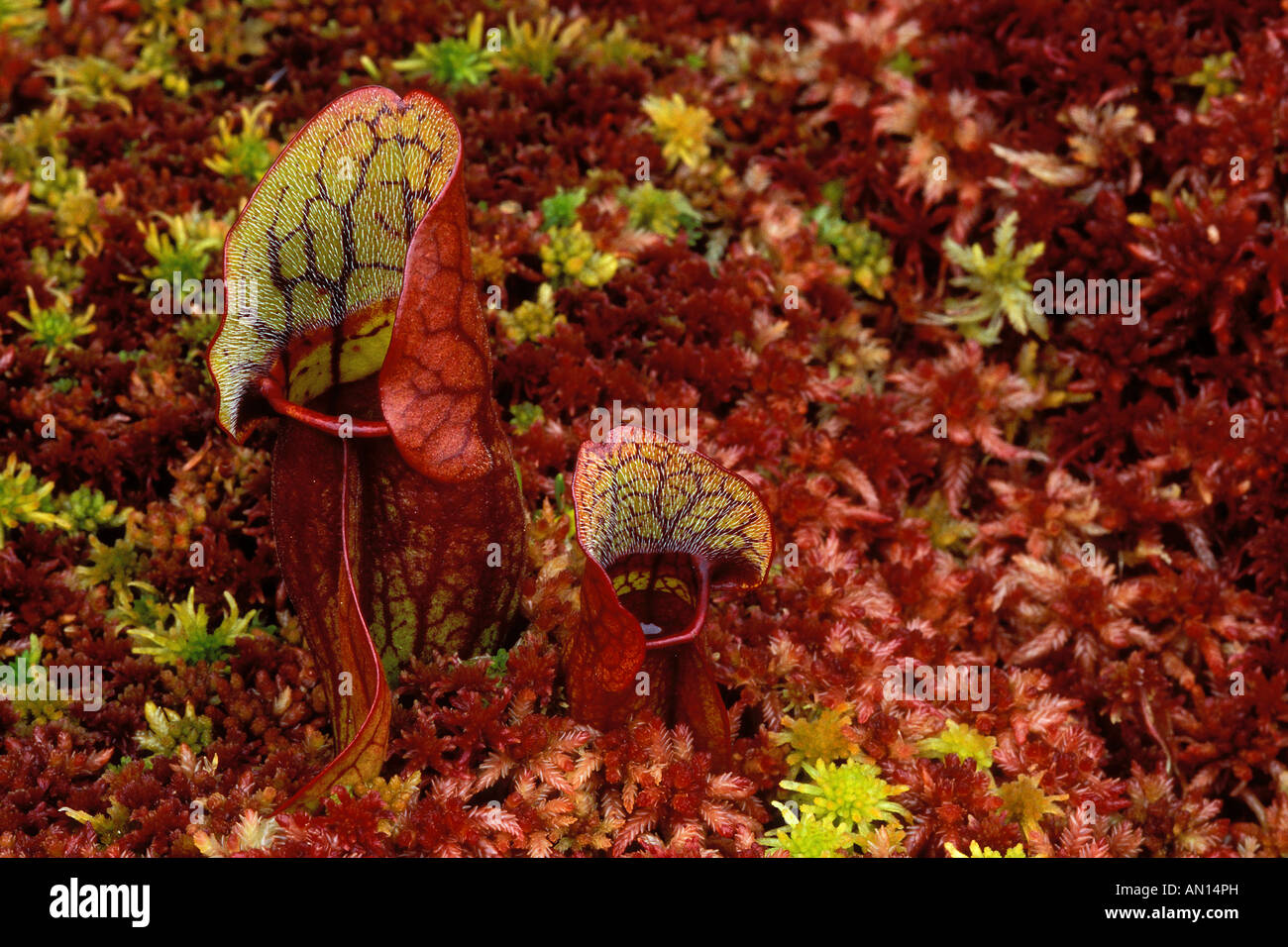 USA, Michigan, Upper Peninsula, Northern pitcher plants in sphagnum or ...