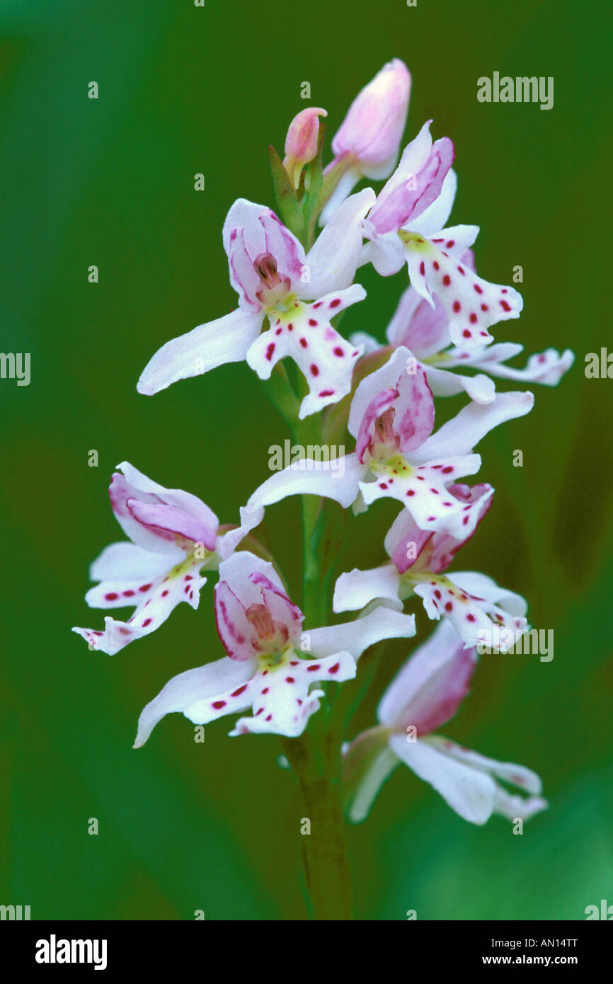 USA, Michigan, Upper Peninsula, Close-up of small round-leafed orchis ...