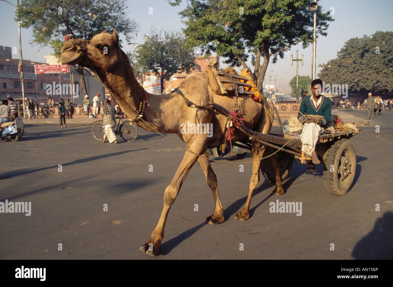 Camel pulling a cart through the streets of Jaipur, India Stock Photo ...